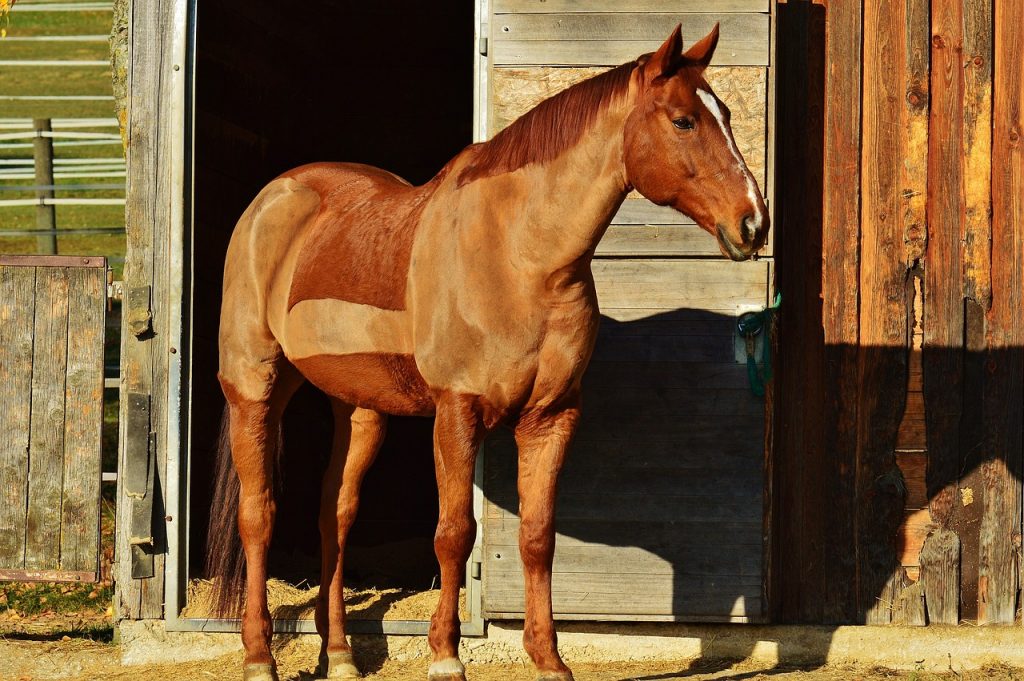 ¿Esquilar o no esquilar a mi caballo? | My Horseback View