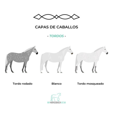 Capas habituales del caballo | My Horseback View