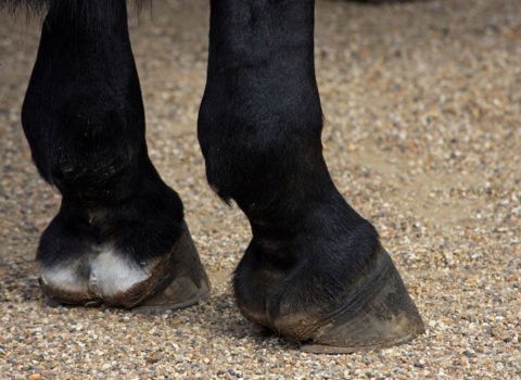 Marcas en el pelaje del caballo | My Horseback View