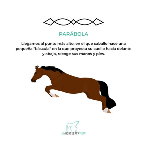 Conoce las 5 fases del salto de un caballo | My Horseback View